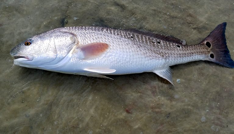 How Many Spots does a Redfish Have? | Ed Mitchell Outdoors
