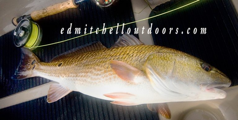 How Many Spots does a Redfish Have? | Ed Mitchell OutdoorsEd Mitchell ...