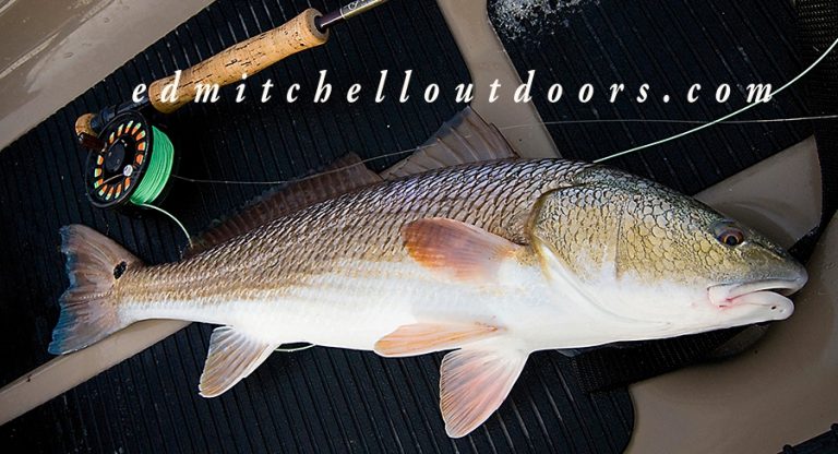 How Many Spots does a Redfish Have? | Ed Mitchell OutdoorsEd Mitchell ...