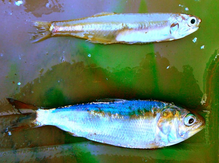 Fall Fishing in Long Island Sound is in High Gear | Ed Mitchell ...