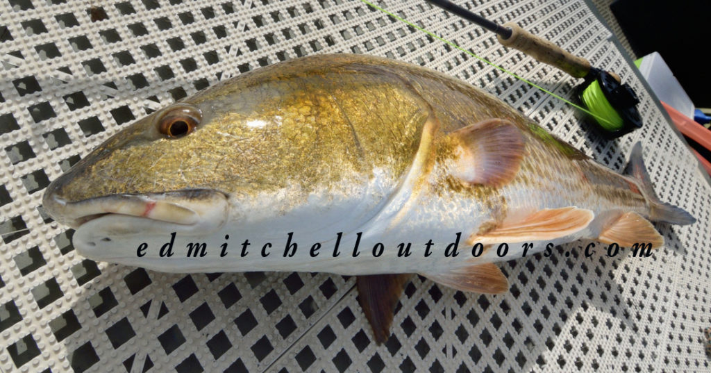 Tailing Redfish are a real challenge in Charlotte Harbor | Ed Mitchell Outdoors