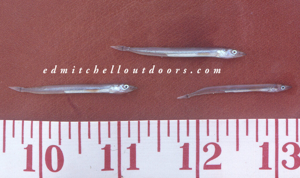 A YOY Sand eel Fly | Ed Mitchell OutdoorsEd Mitchell Outdoors