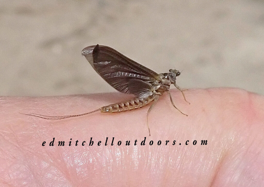 The Hendricksons are Here! | Ed Mitchell Outdoors