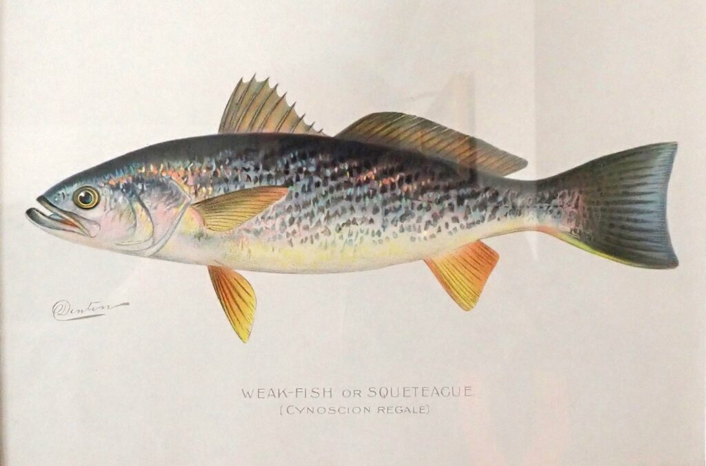 Sherman Foote Denton Fish Prints | Ed Mitchell OutdoorsEd Mitchell Outdoors