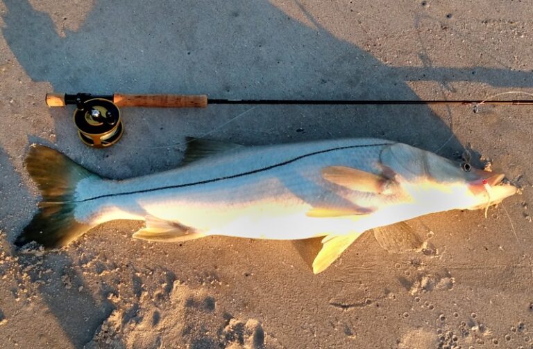 Nice Snook from Florida’s Atlantic Side | Ed Mitchell OutdoorsEd ...