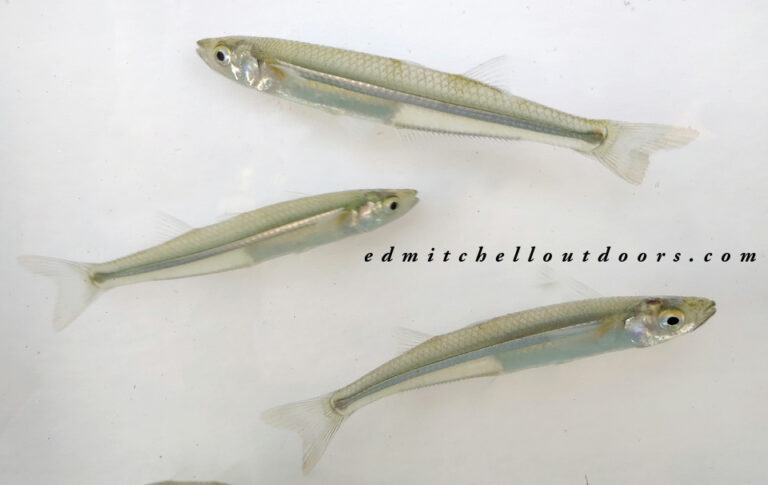 The Atlantic Silverside: an Essential Forage Fish | Ed Mitchell ...
